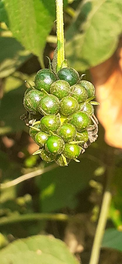 Fruits of Lantana Camara on Blurred Background Stock Photo - Image of ... Fruits of Lantana Camara on Blurred Background Stock Photo - Image of ...