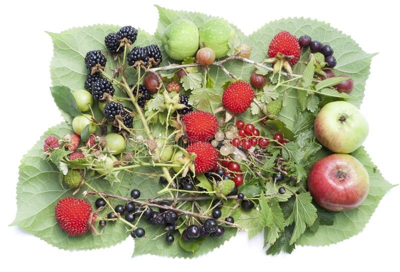 Fruits and leaves mix stock photo. Image of garden, gardening - 21678048