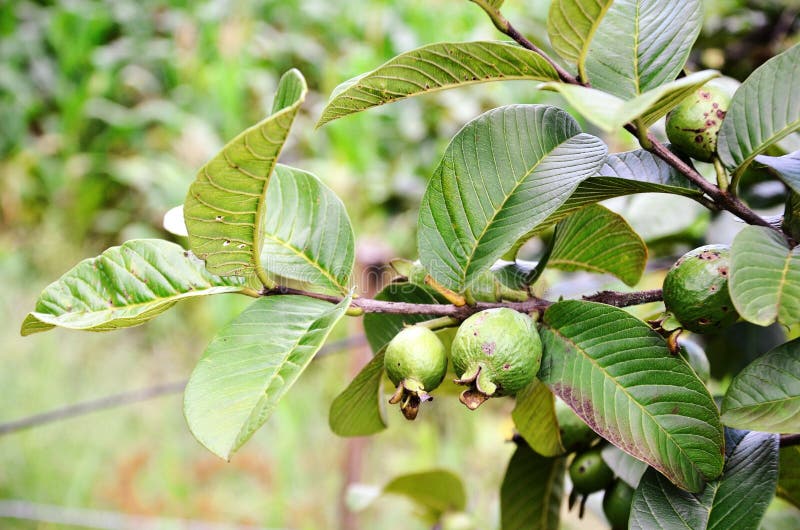 The Fruits and Leaves of Psidium Guajava Stock Image - Image of field ...