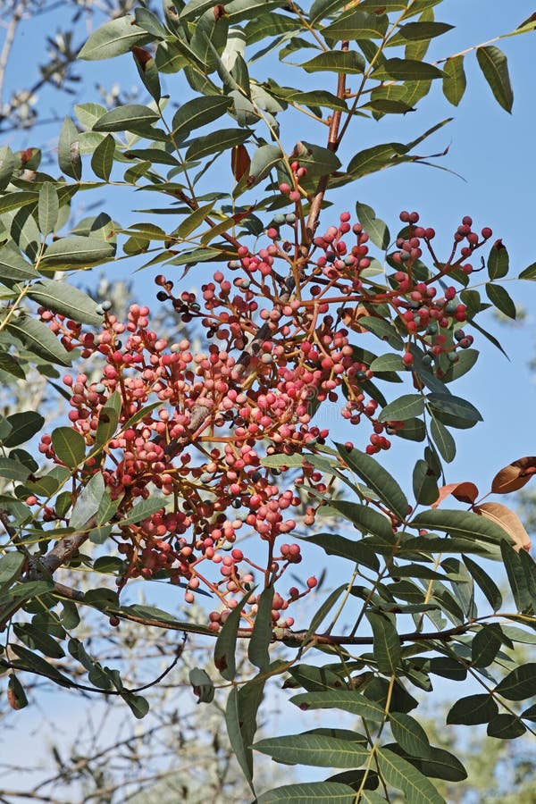 105 Terebinth Tree Stock Photos - Free & Royalty-Free Stock Photos from ...