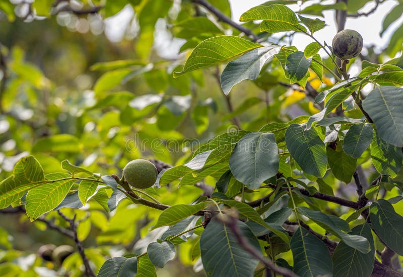 Fruits and Leaves of a Walnut Tree from Close Stock Photo - Image of ...