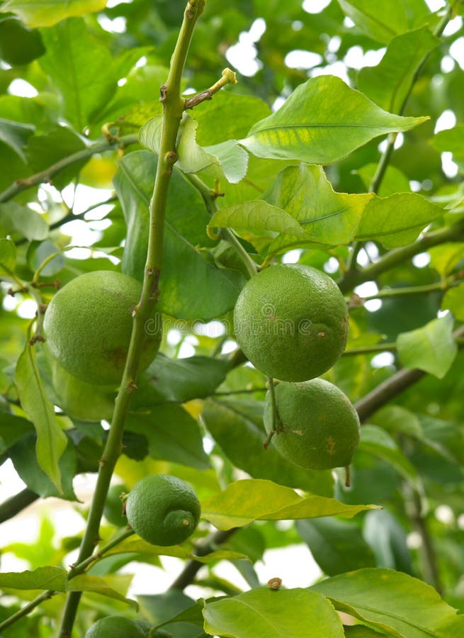 Japanese Flowering Quince stock photo. Image of quince - 519572