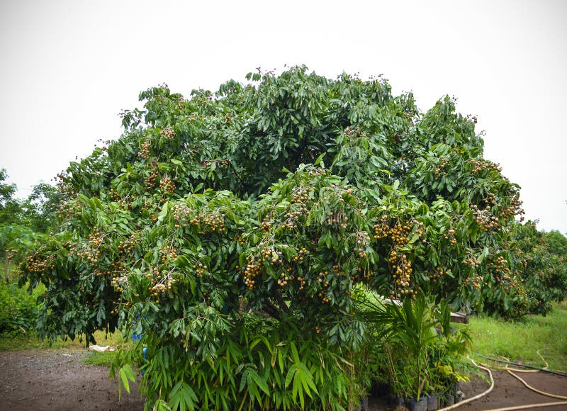 Fruits longan on the tree stock photo. Image of vitamin - 57289534