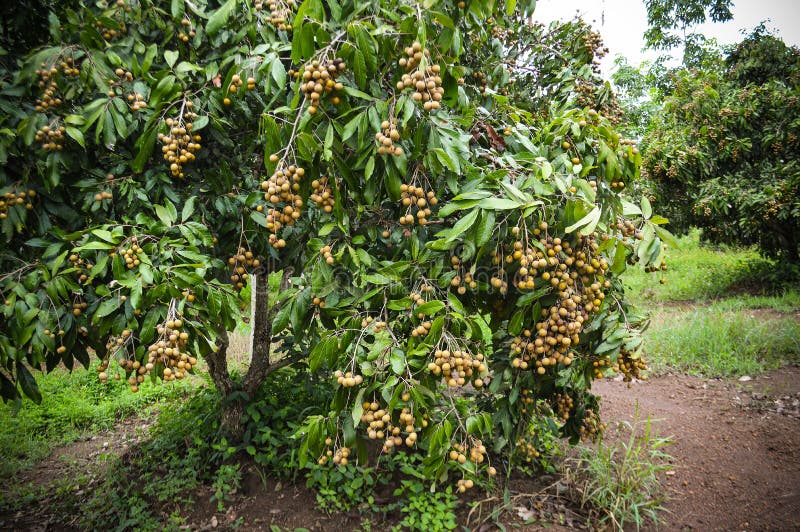 Fruits longan on the tree stock photo. Image of bunch - 57289778
