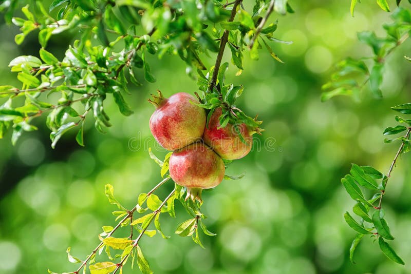 Arbre De Grenade Ou Grenade De Socotran Photo stock - Image of ...