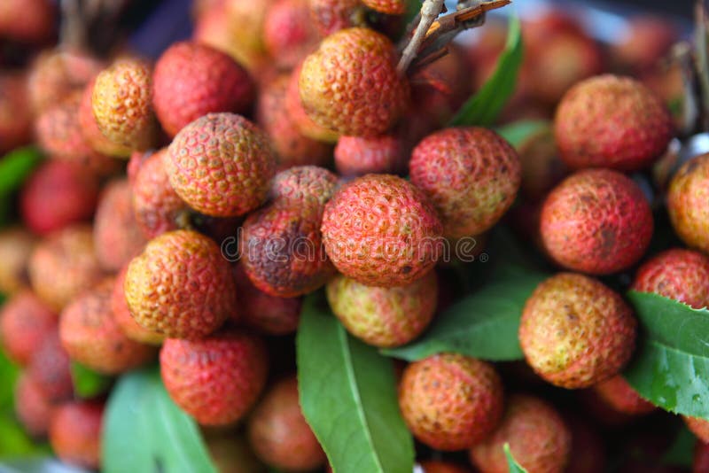 Fruit Chinois Exotique Frais De Lychee Photo stock - Image du ...