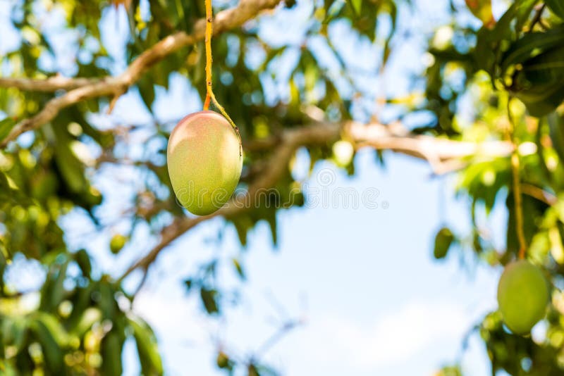 Mango on a Tree Branch with a Blurred Background, Vinales, Pinar Del ...