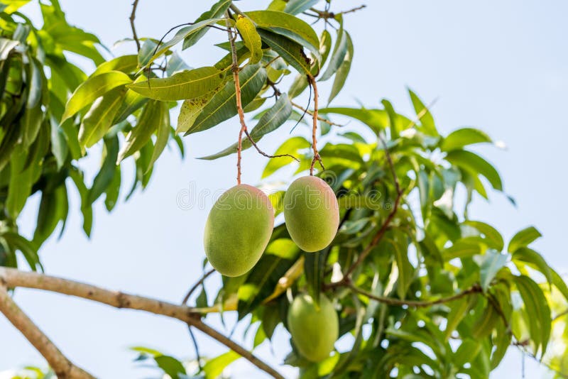 Mango on a Tree Branch with a Blurred Background, Vinales, Pinar Del ...