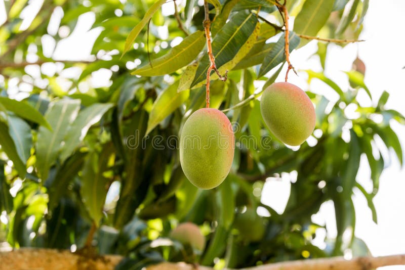 Mango on a Tree Branch with a Blurred Background, Vinales, Pinar Del ...