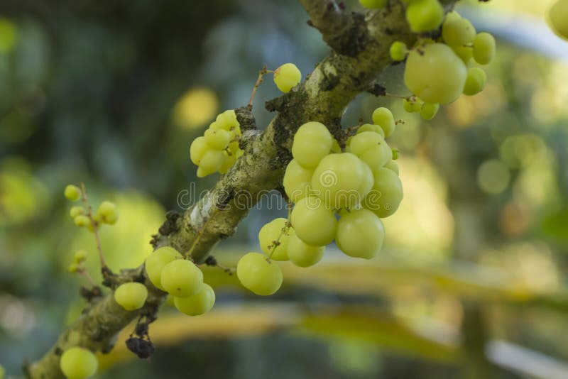 A round green tibig fruits stock image. Image of philippines - 71721229