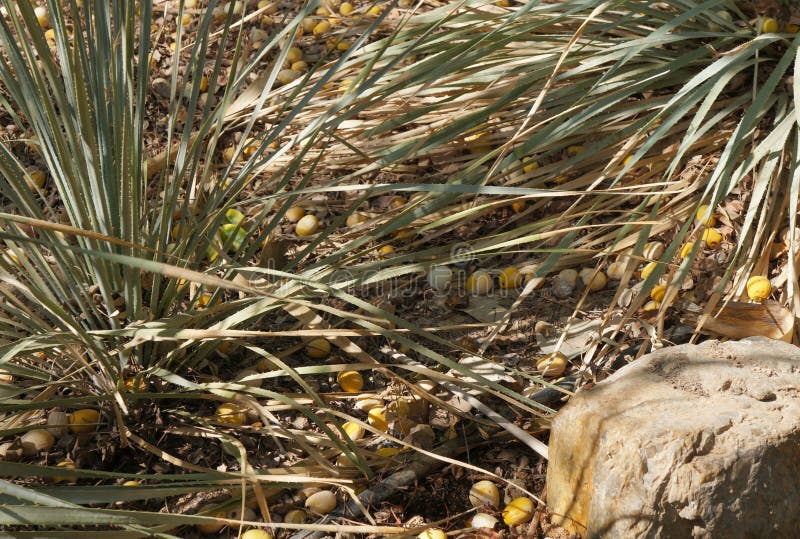 Big Old Marula Tree Trunk Moremi National Park Botswana Stock Photo ...