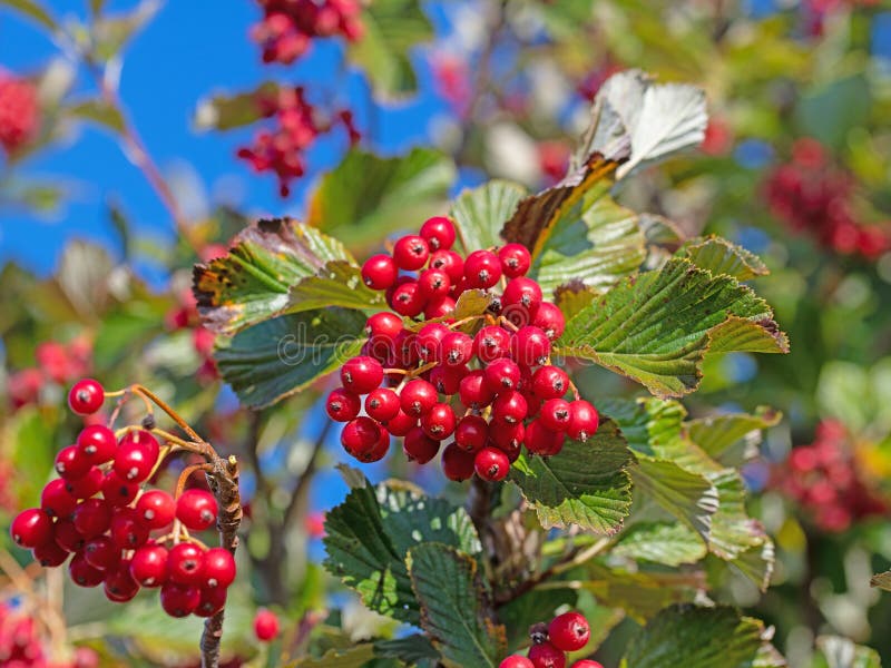 Fruits from the Mealberry Tree in a Close-up Stock Image - Image of ...