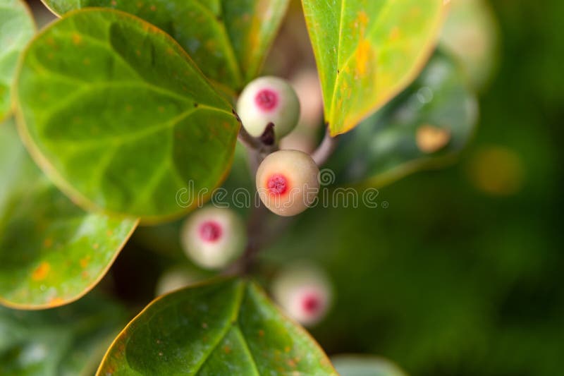 Fruits of a Mistletoe Fig, Ficus Deltoidea Stock Image - Image of herb ...