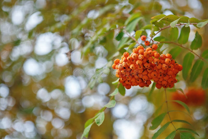 The Fruits of Mountain Ash Hanging in Clusters on the Branches Stock ...
