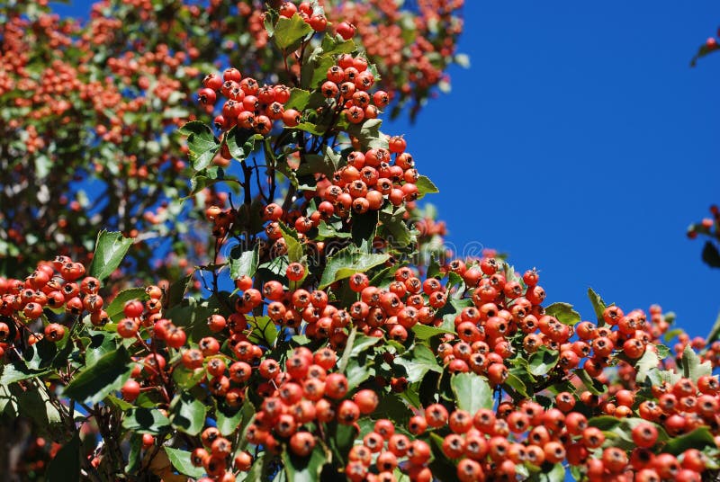 Fruits of Mountain Red Ash Tree Stock Photo - Image of bunch, fall: 4357840