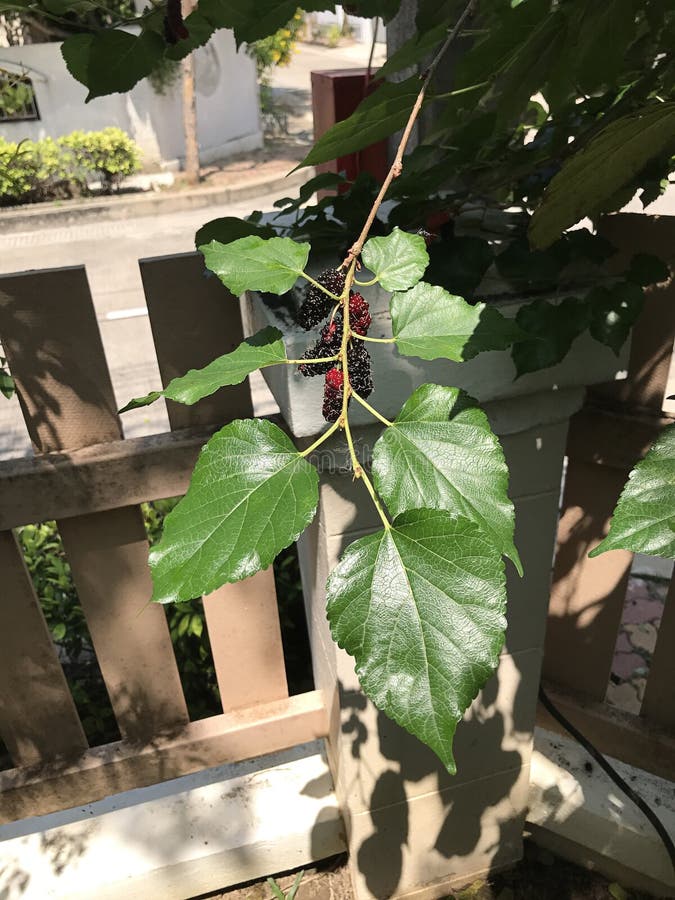 Fruits of Mulberry or Morus Tree. Stock Photo - Image of fresh, food ...