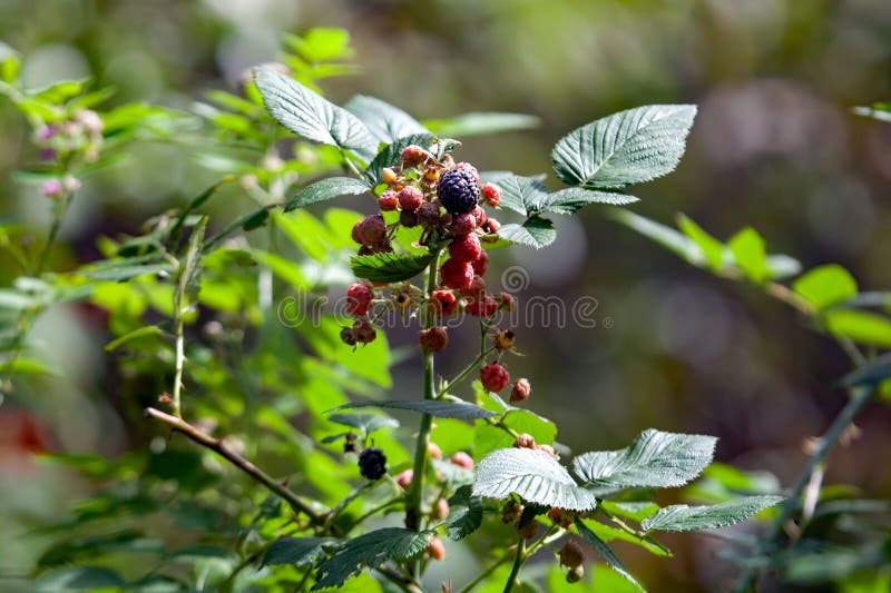 Fruits of a Mysore Raspberry, Rubus Niveus Stock Photo - Image of ...