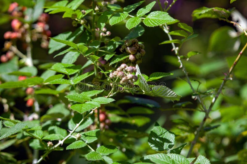Fruits of a Mysore Raspberry, Rubus Niveus Stock Image - Image of ...