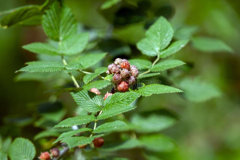 Fruits of a Mysore Raspberry, Rubus Niveus Stock Image - Image of ...