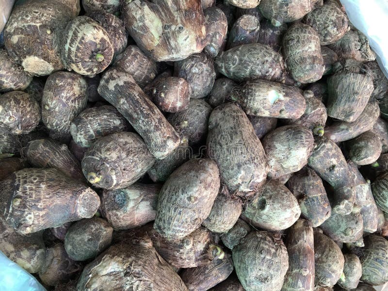 Fruits noirs de jostaberry image stock. Image du nature - 71556175