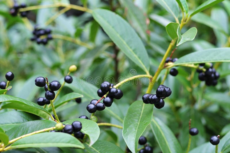 Laurier De Cerise (laurocerasus De Prunus), Fruits Image stock - Image ...