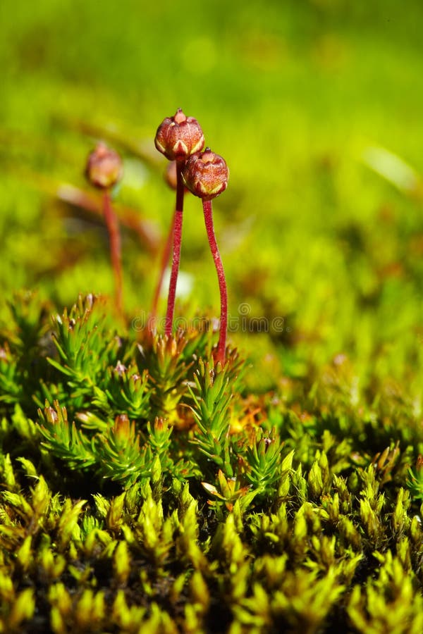 Fruits of Northern Miniature Moss Stock Photo - Image of green, foliage ...