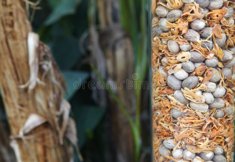 Fruits of a nutmeg stock image. Image of yellow, tropic - 26970255