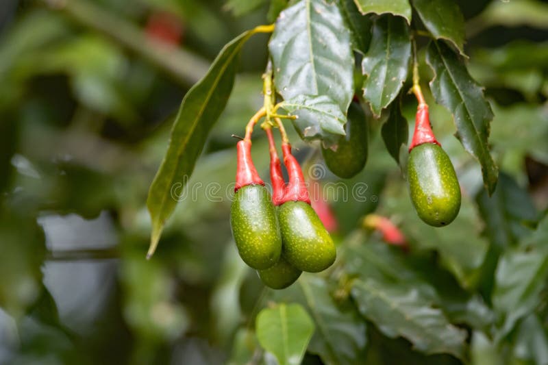 Fruits of an Ocotea Tenera Tree Stock Photo - Image of rainforest ...
