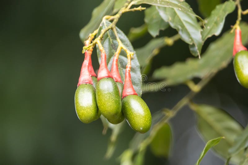 Fruits of an Ocotea Tenera Tree Stock Image - Image of vegetation ...