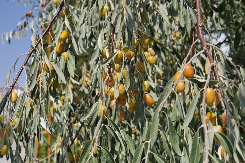 842 Oleaster Stock Photos - Free & Royalty-Free Stock Photos from ...