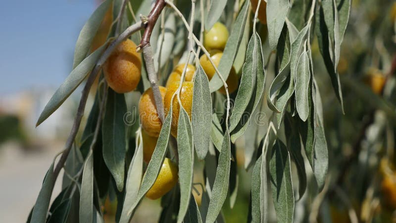 Fruits on Oleaster Tree, Medicinal Oleaster Fruit Stock Footage - Video ...