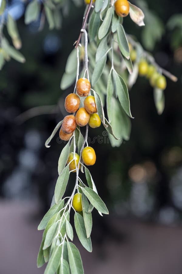 Fruits on oleaster tree stock photo. Image of tree, branch - 232847836
