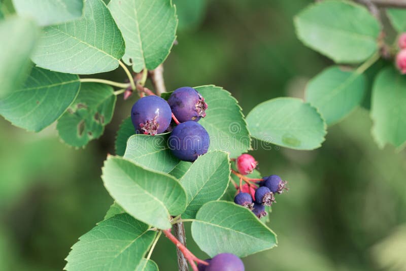 Fruits of a Pacific Serviceberry, Amelanchier Alnifolia Stock Photo ...
