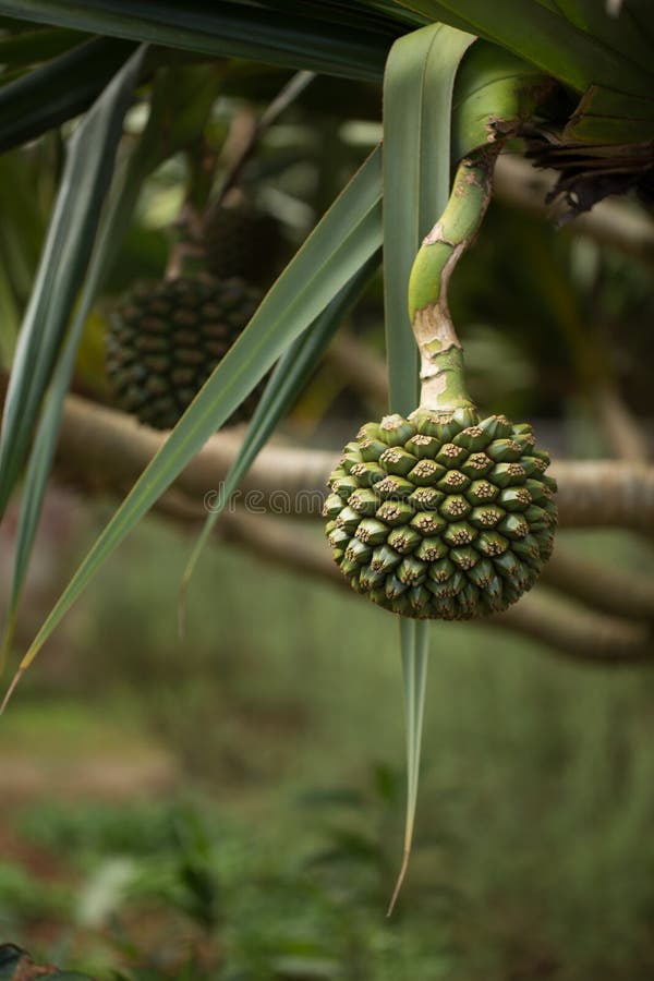 Fruits of Pandanus Utilis Close-up. Stock Photo - Image of pandanus ...
