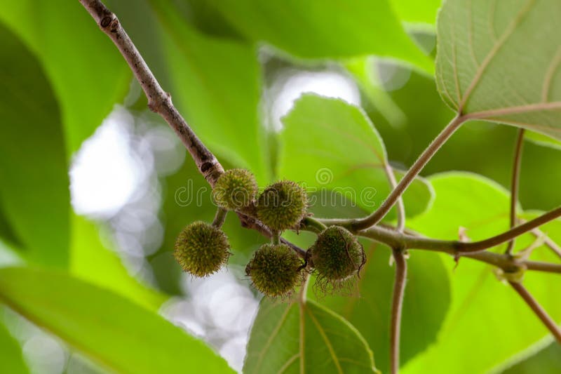 Fruits of a Paper Mulberry, Broussonetia Papyrifera Stock Photo - Image ...