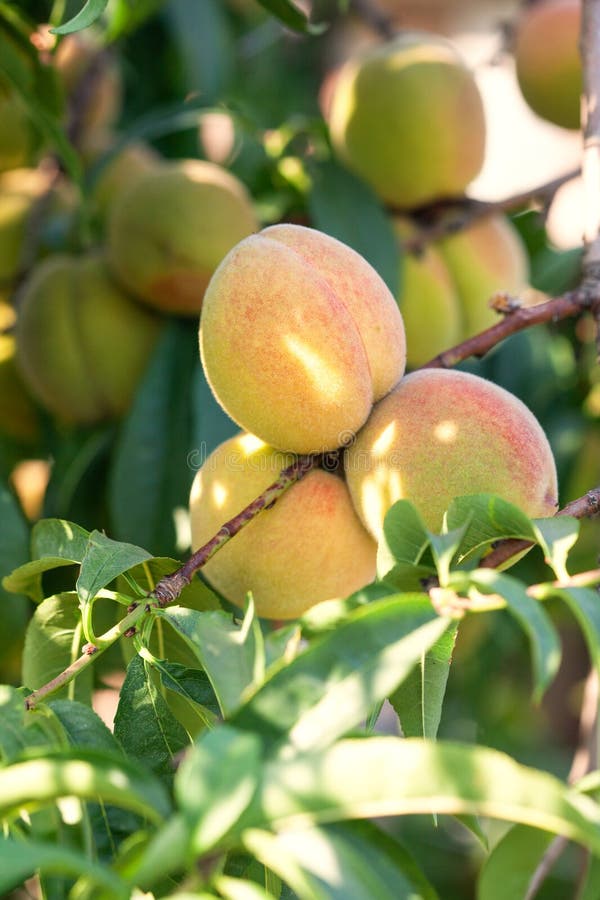 Fruits of Peaches on the Branches of a Fruit Tree in the Garden Stock ...