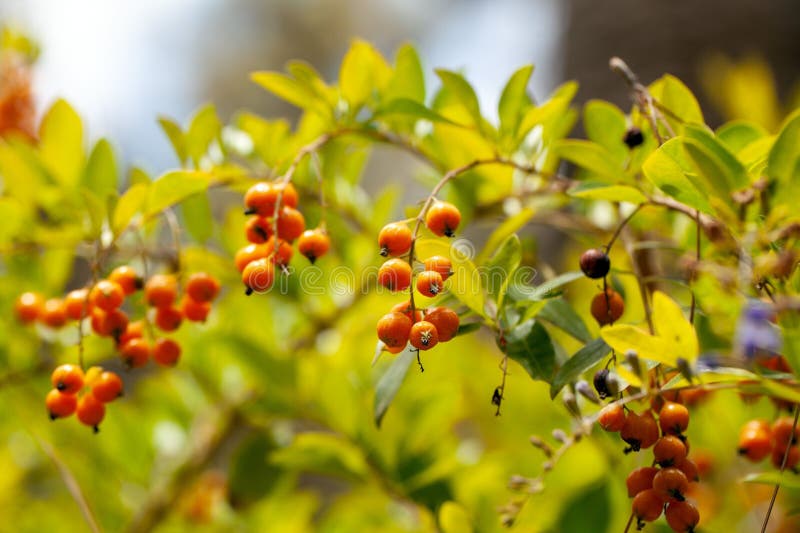 Fruits of a Pigeon Berry, Duranta Erecta Stock Image - Image of golden ...