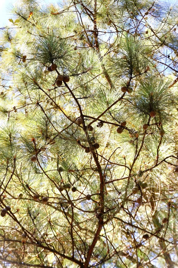 The Fruits of Pinus Pinaster in Sunny Day Stock Photo - Image of pinus ...