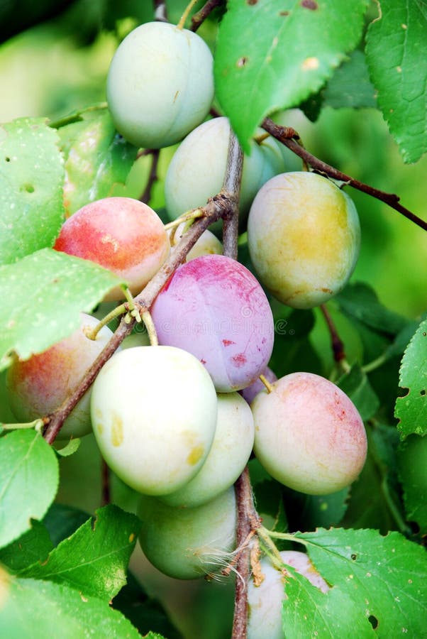 Plum tree stock image. Image of prunus, fall, nature - 11619717