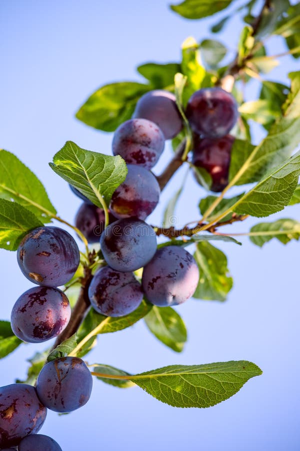 Plum at the tree stock photo. Image of dessert, nature - 5998558