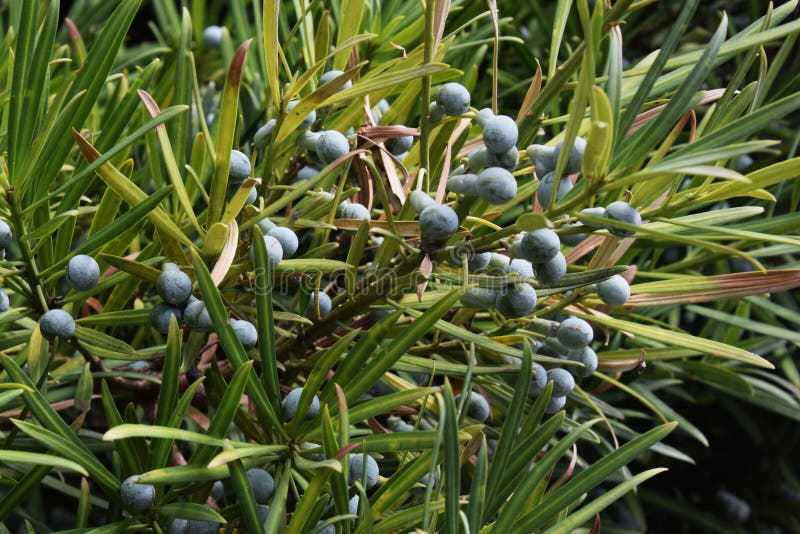 Fruits of podocarpus stock photo. Image of coniferous - 100575124