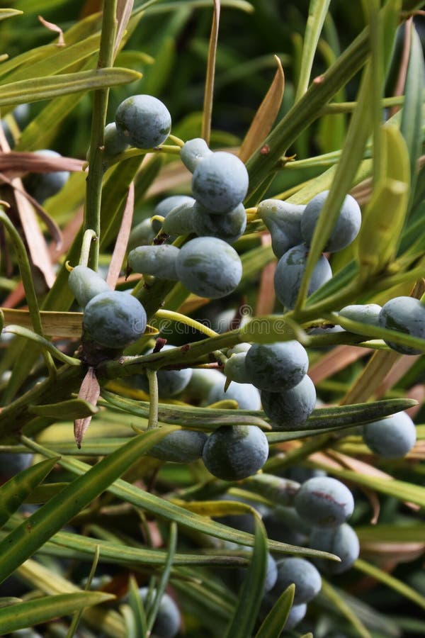 Podocarpus Tree Stock Photos - Download 201 Royalty Free Photos