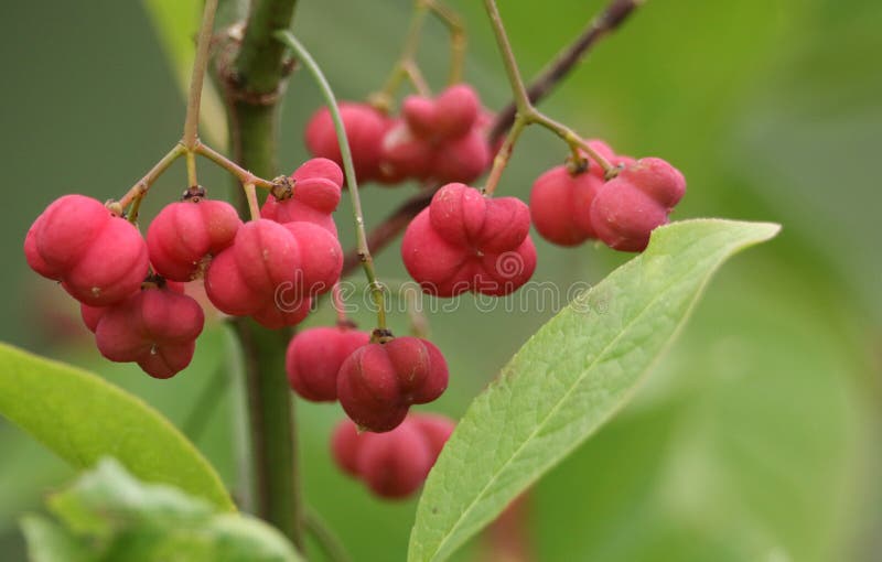 The Fruits of a Spindle Tree, Euonymus Europaea, Growing in the Wild ...