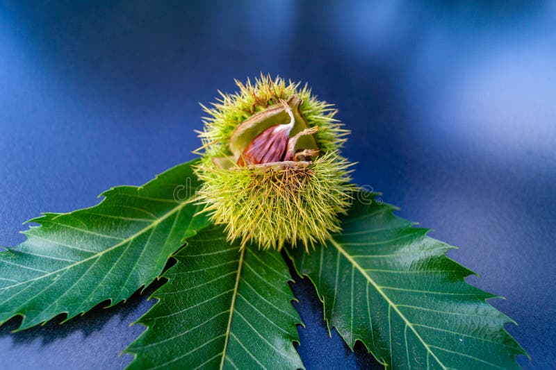 Prickly chestnut Castanea stock photo. Image of healthy - 159748900