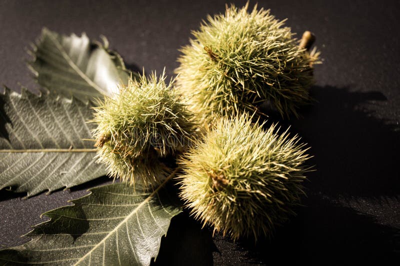 Prickly chestnut Castanea stock photo. Image of europe - 159748996