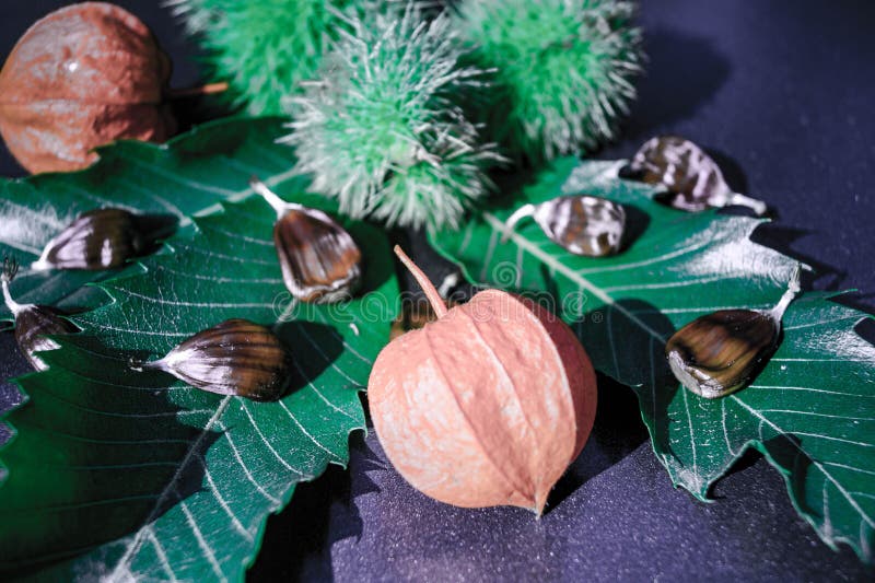 Prickly chestnut Castanea stock image. Image of branch - 159749043
