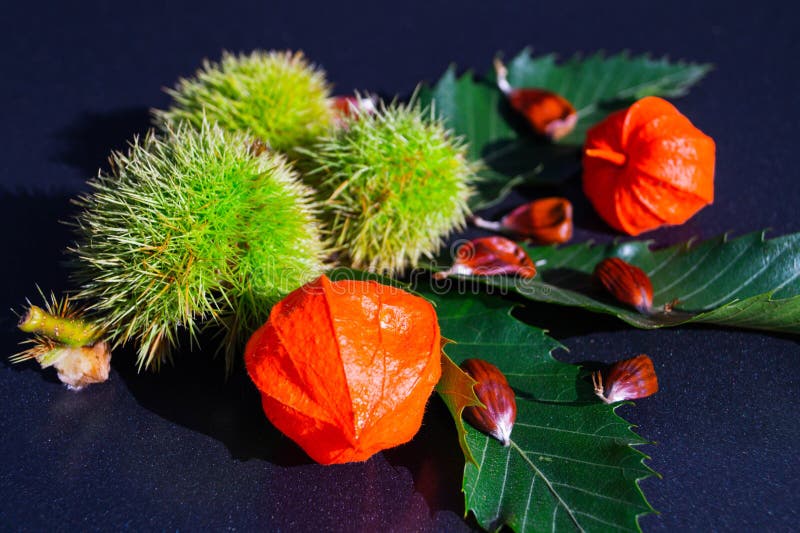 Prickly chestnut Castanea stock image. Image of natural - 159749103