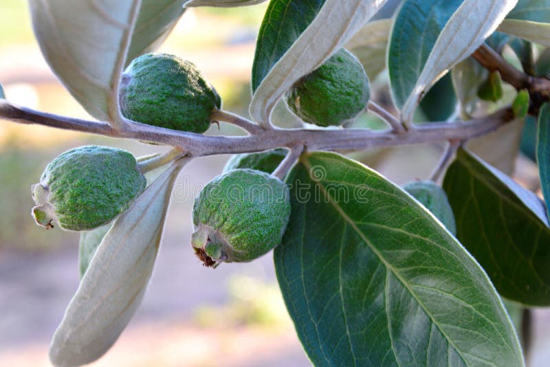 The Fruits of Psidium Grandifolia in the Field Stock Image - Image of ...