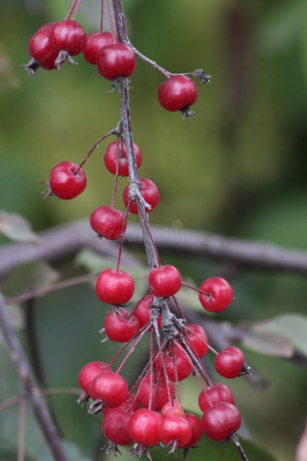 Fruits of Purpurea Pendula stock image. Image of diet - 241232969