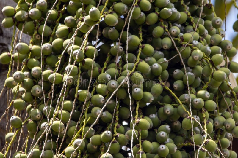 Fruits of a Queen Palm, Syagrus Romanzoffiana Stock Image - Image of ...